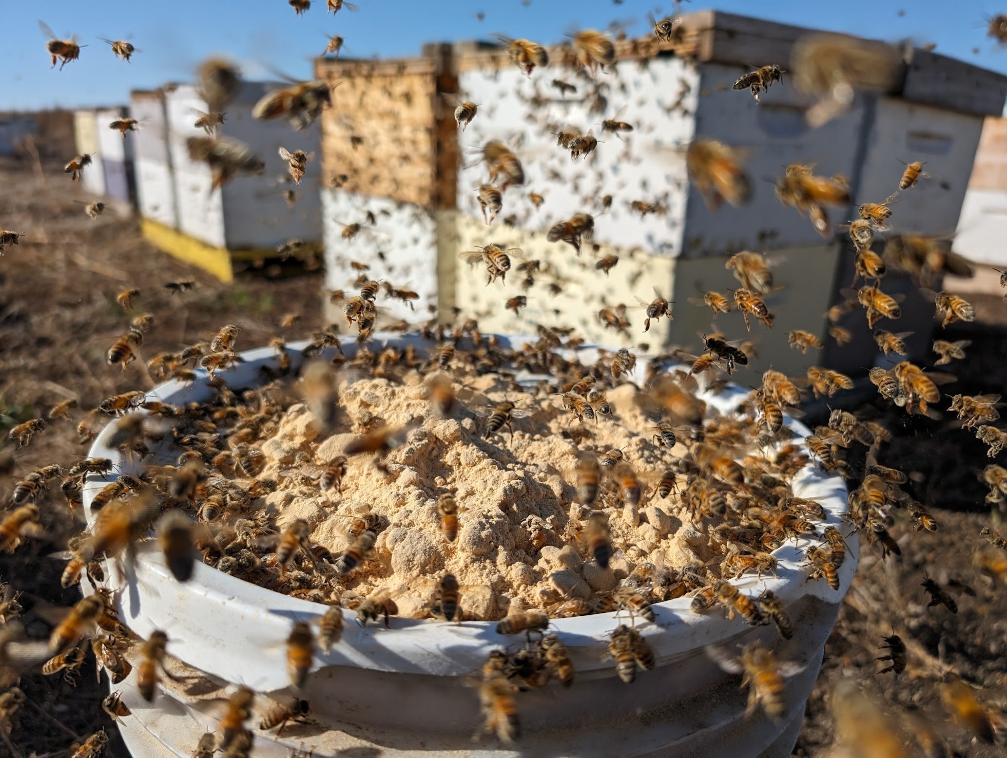 Should I feed my bees in the winter? – Homer's Honeybee