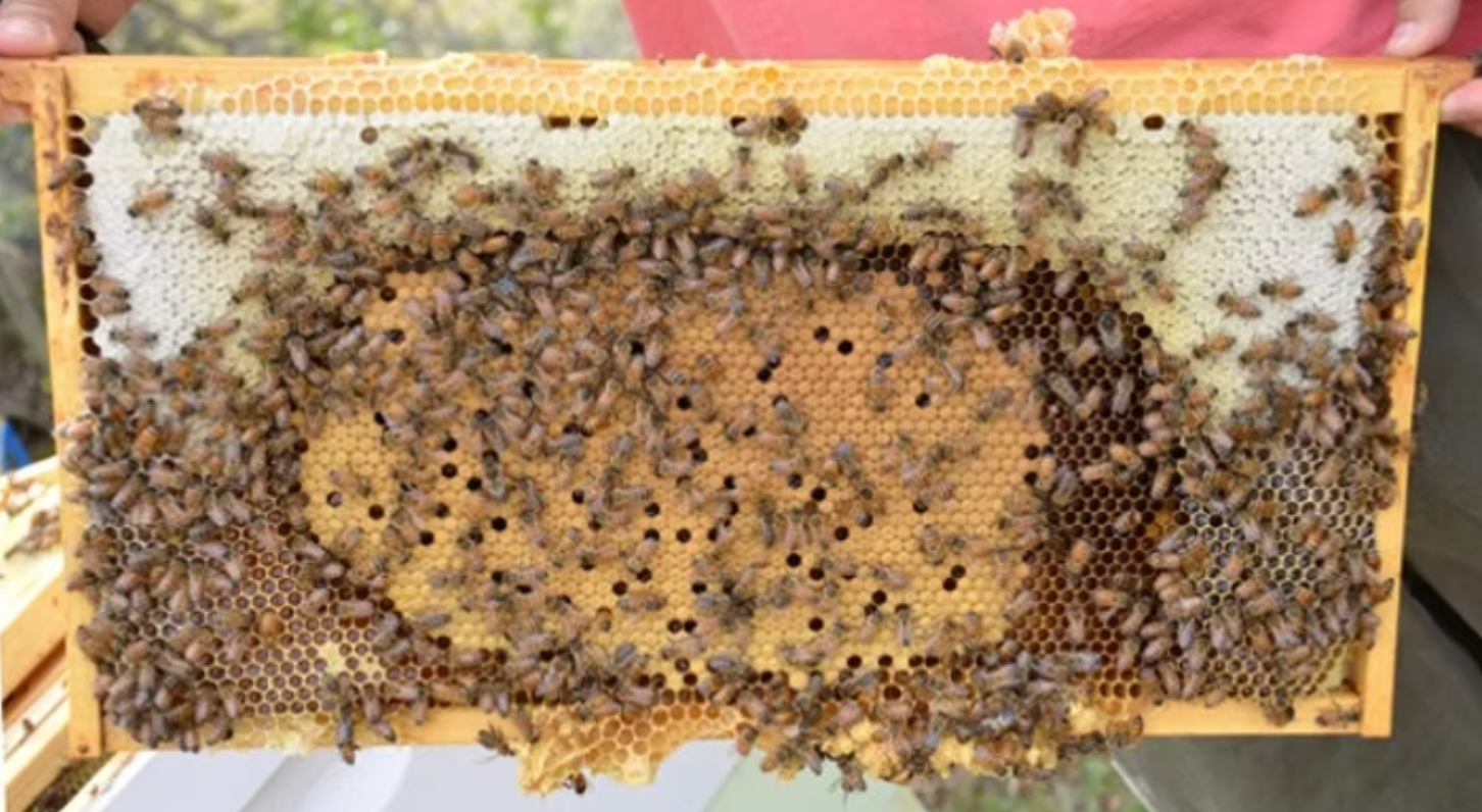 Swarm Season - What's it all about? – Homer's Honeybee