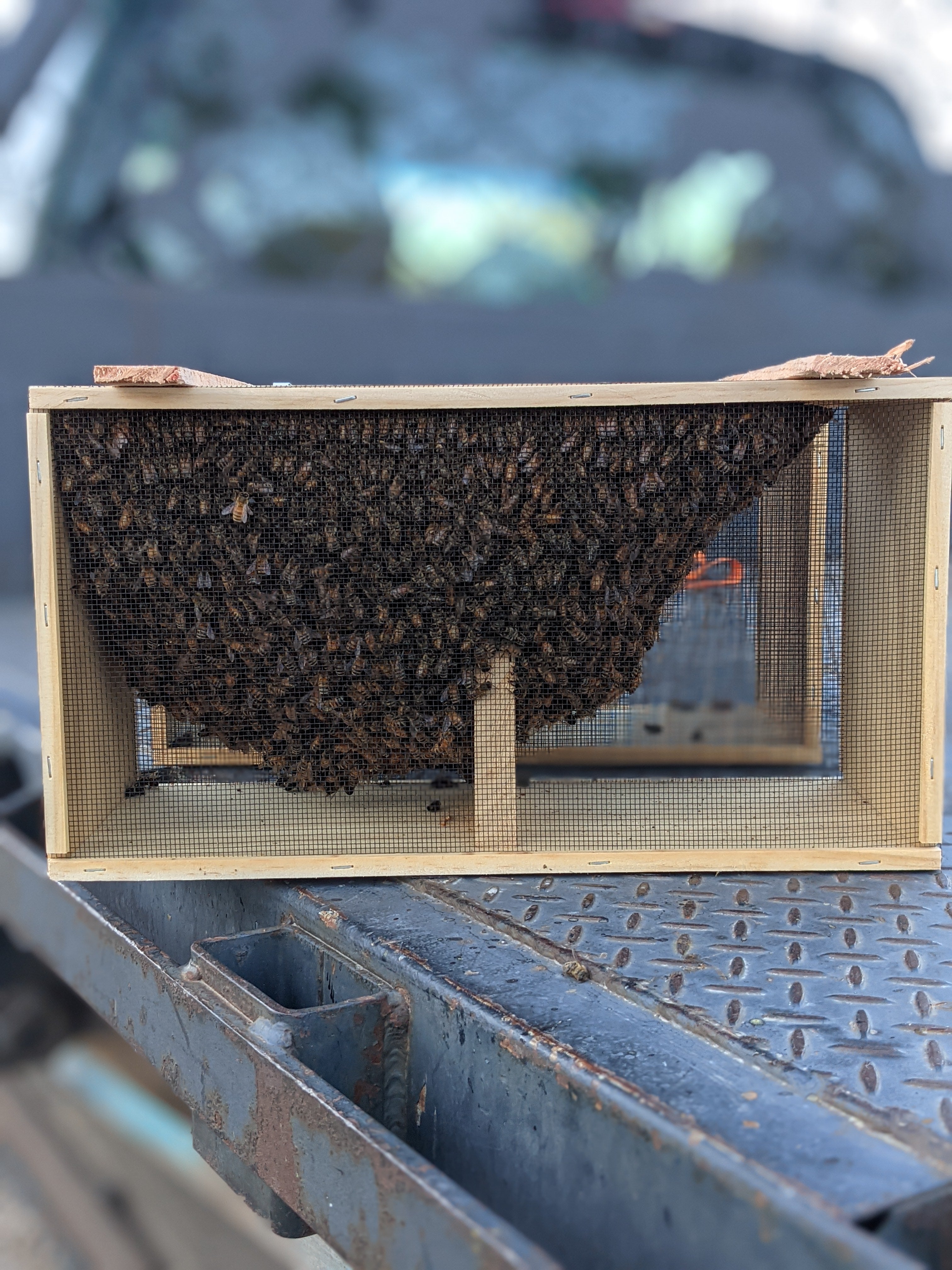 3 Pound Bee Package with Mated Queen (Free Marking of Queen 2026 ...